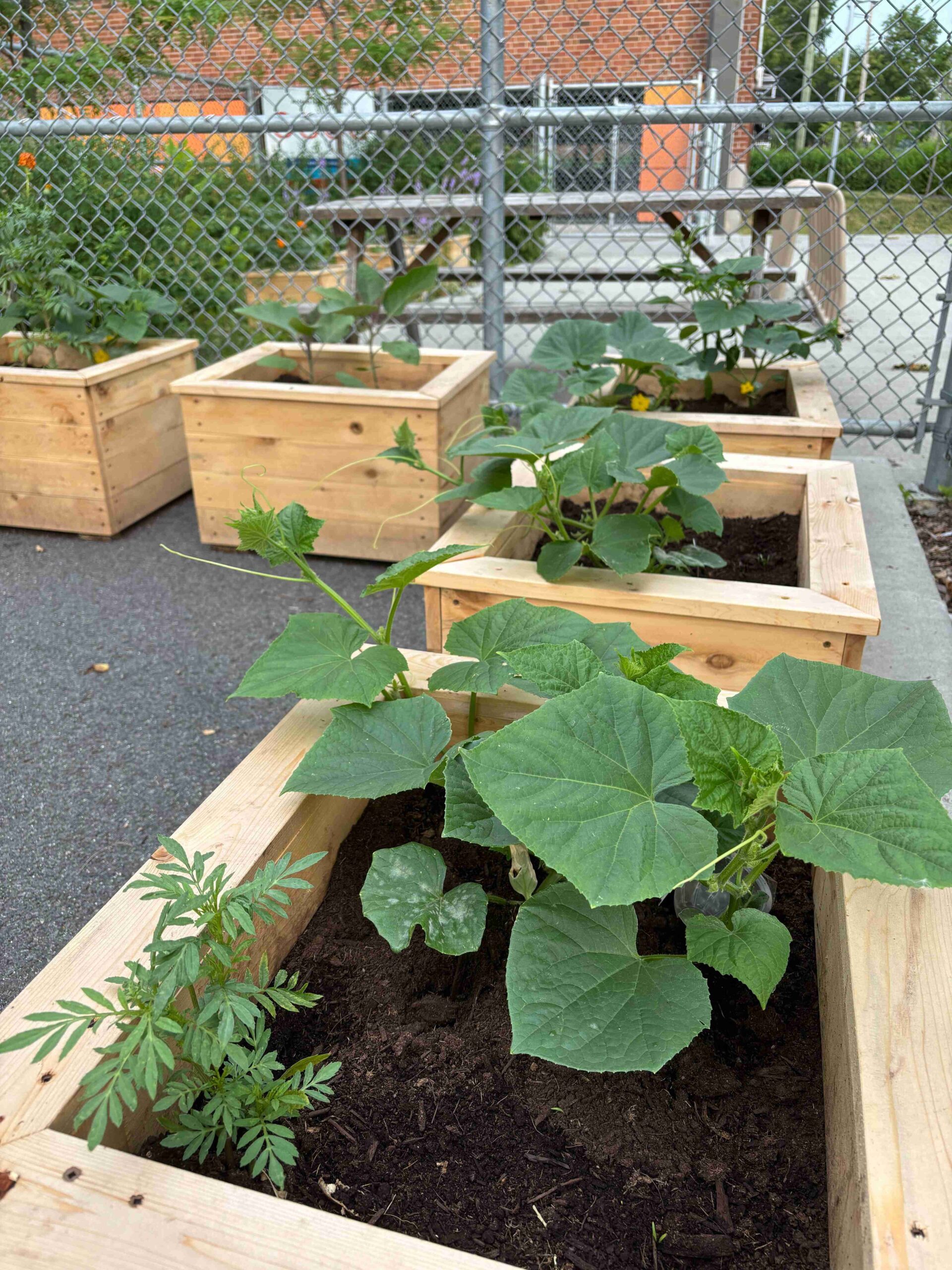 Carte du parcours-jardins – Solidarité Mercier-Est